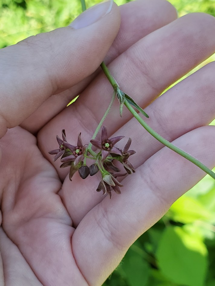 Swallow-wort (Black & Pale) - Oakland County CISMA