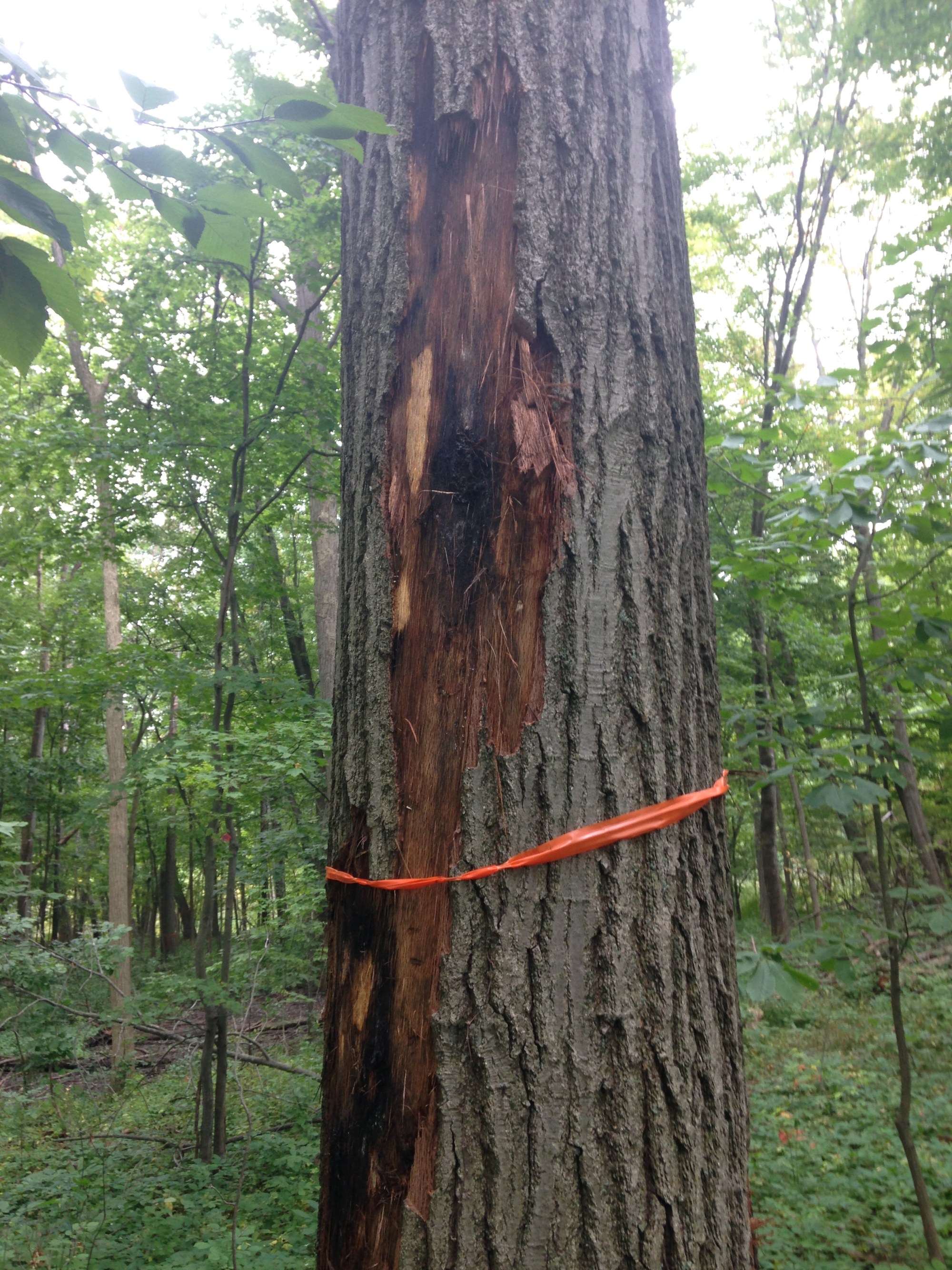 Oak Wilt Oakland County Cisma