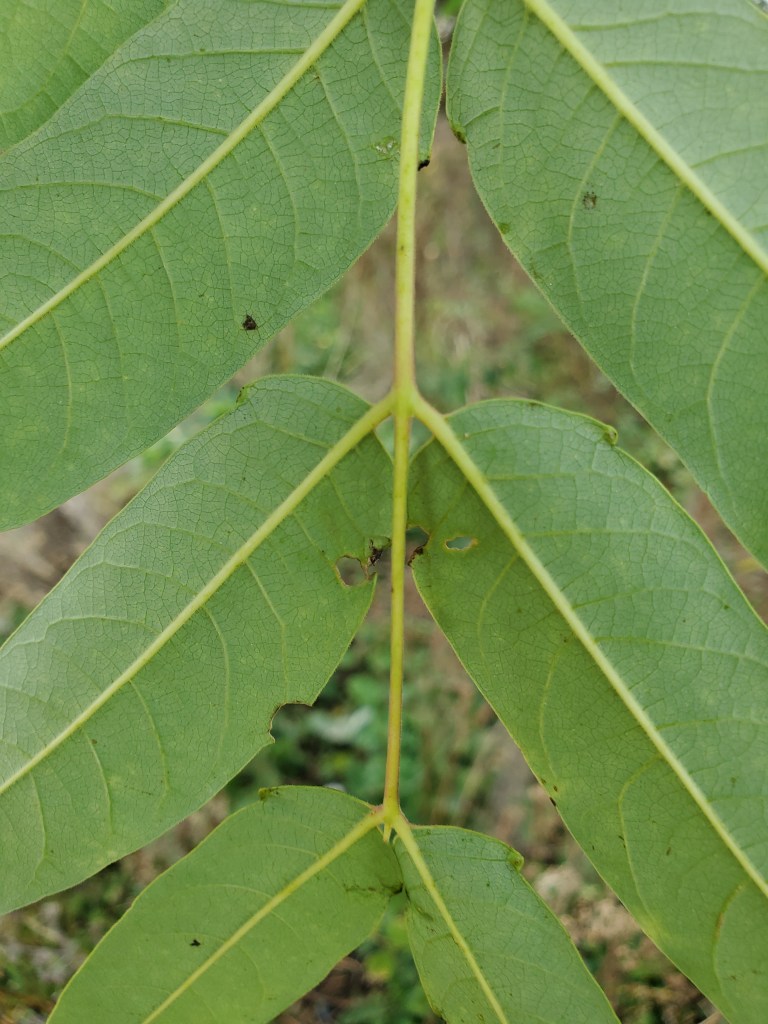 Tree of Heaven - Oakland County CISMA