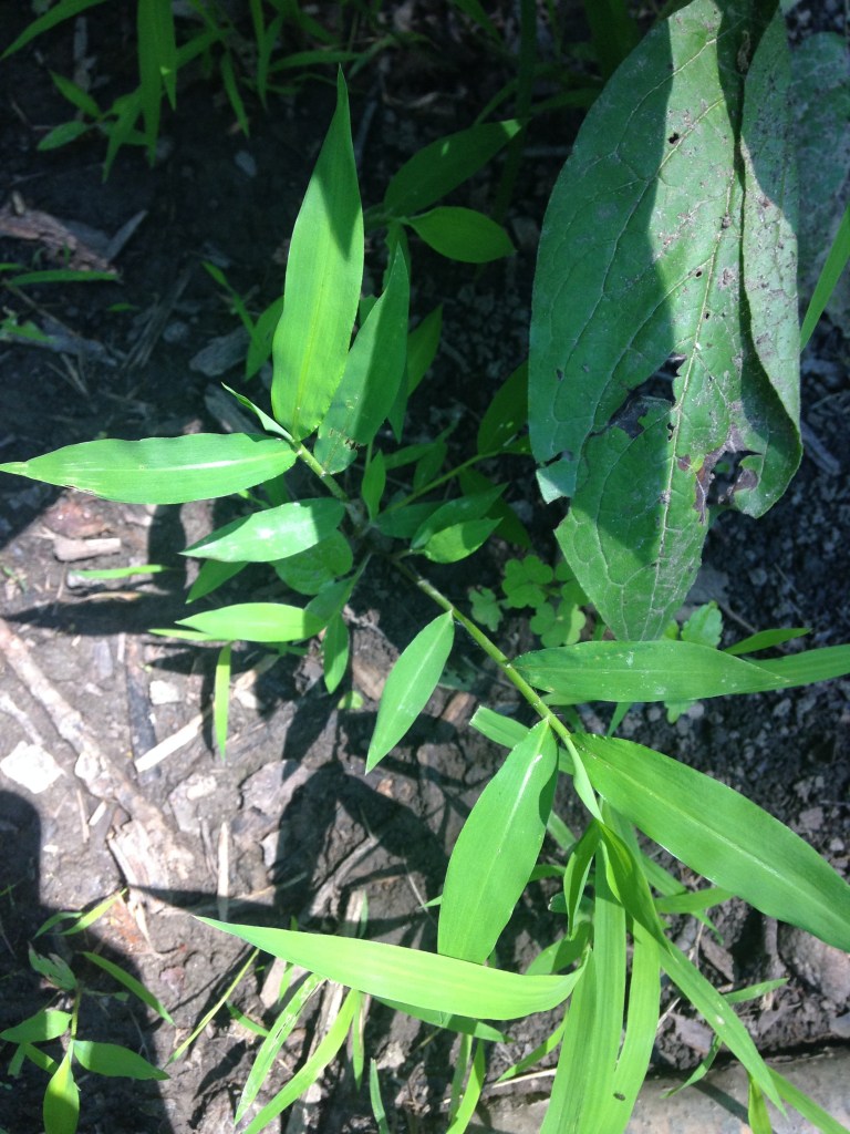 Stiltgrass - Oakland County CISMA