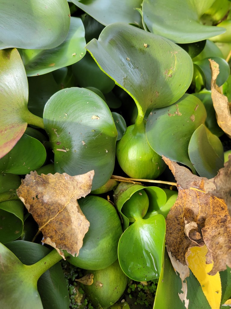 Water Hyacinth - Oakland County CISMA