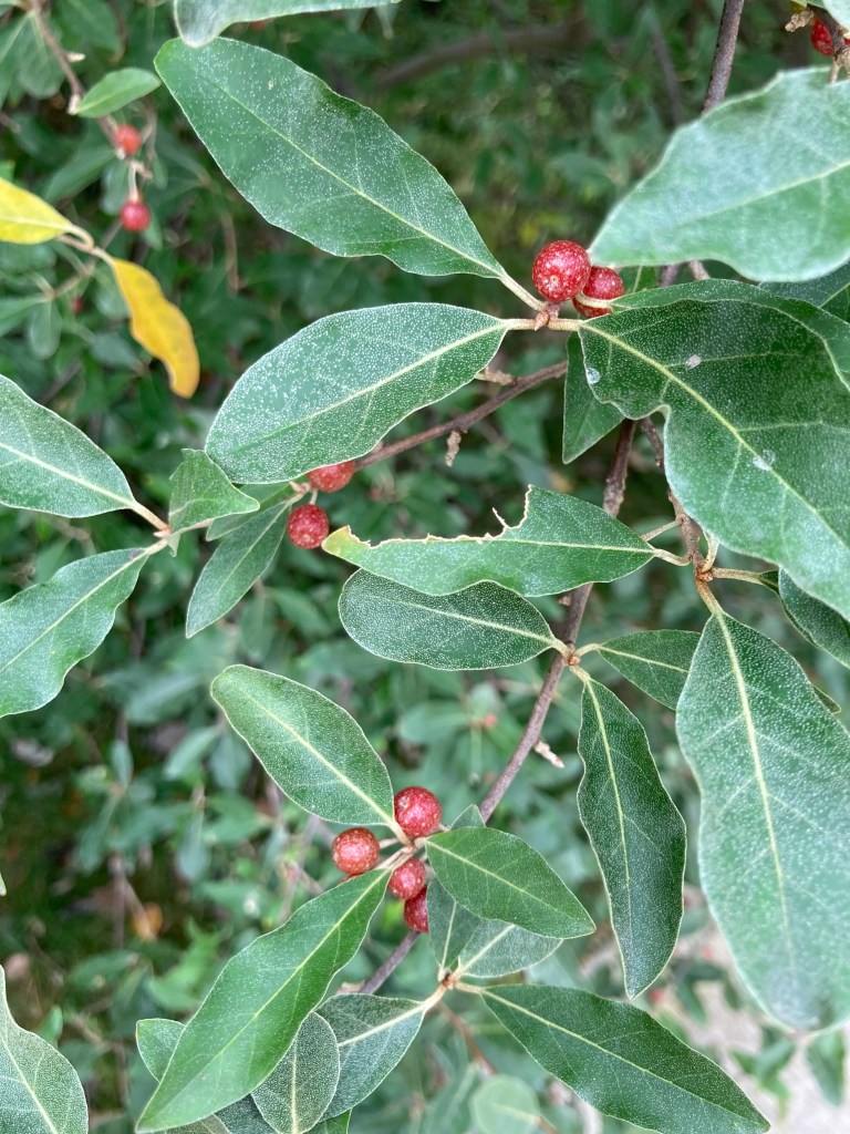 Autumn Olive - Oakland County CISMA