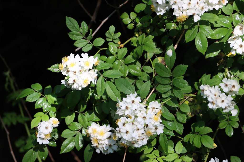 Multiflora Rose - Oakland County CISMA